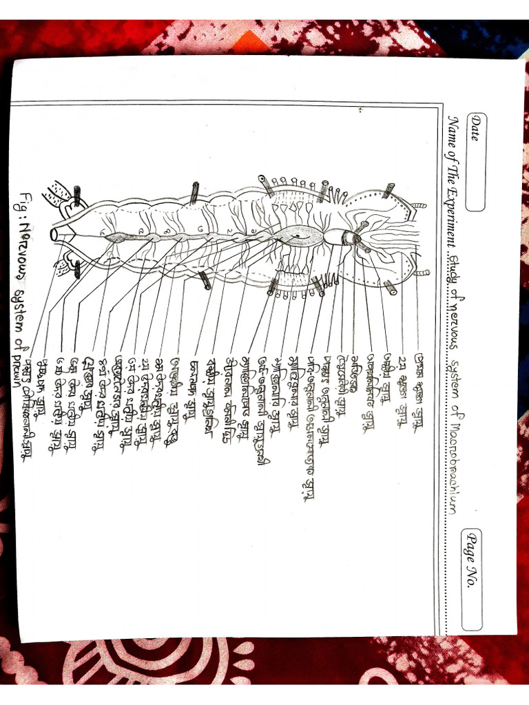 Zoology Final Practical | PDF