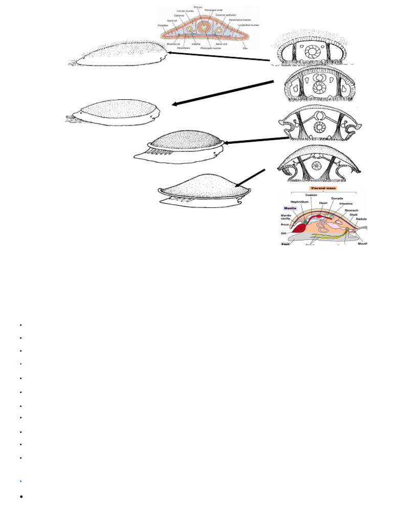 Overview of Phylum Mollusca | PDF | Mollusca | Bivalvia