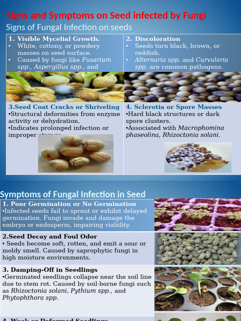 Sign and Symptoms On Seed Infected by Fungi | PDF