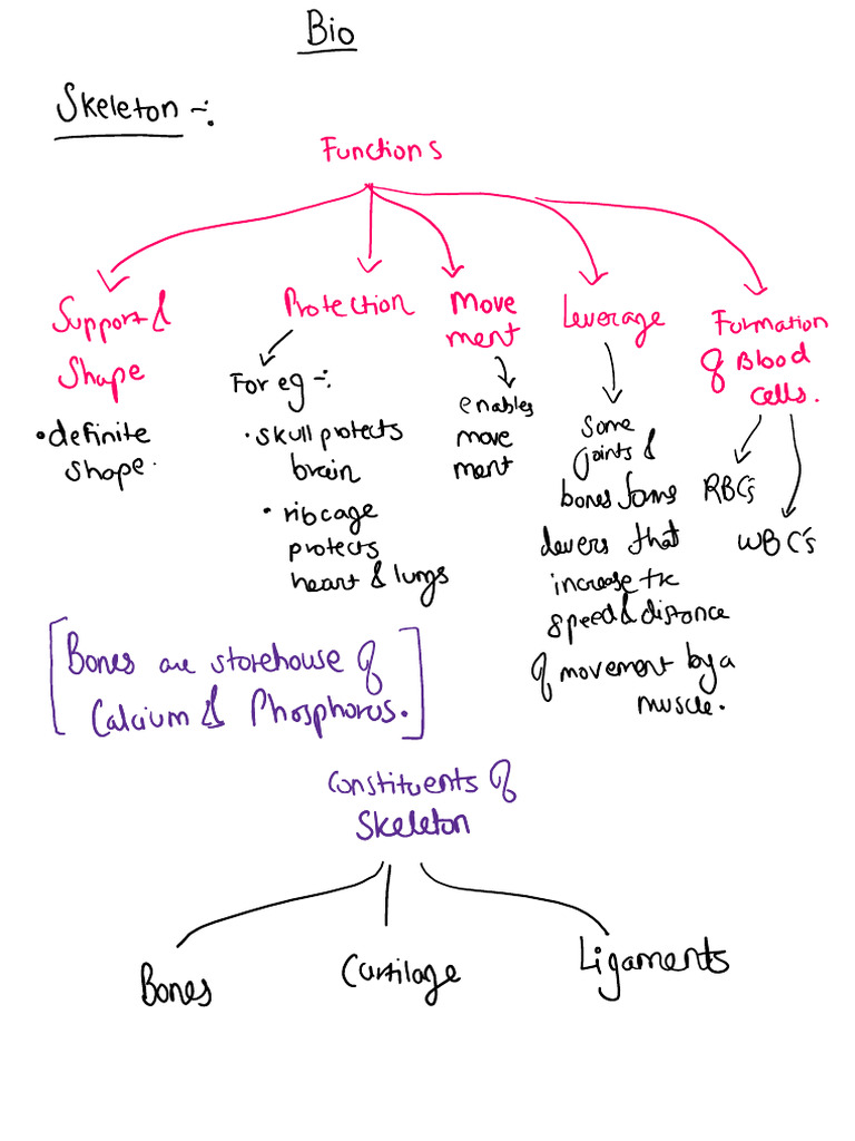 Biology Skeleton | PDF