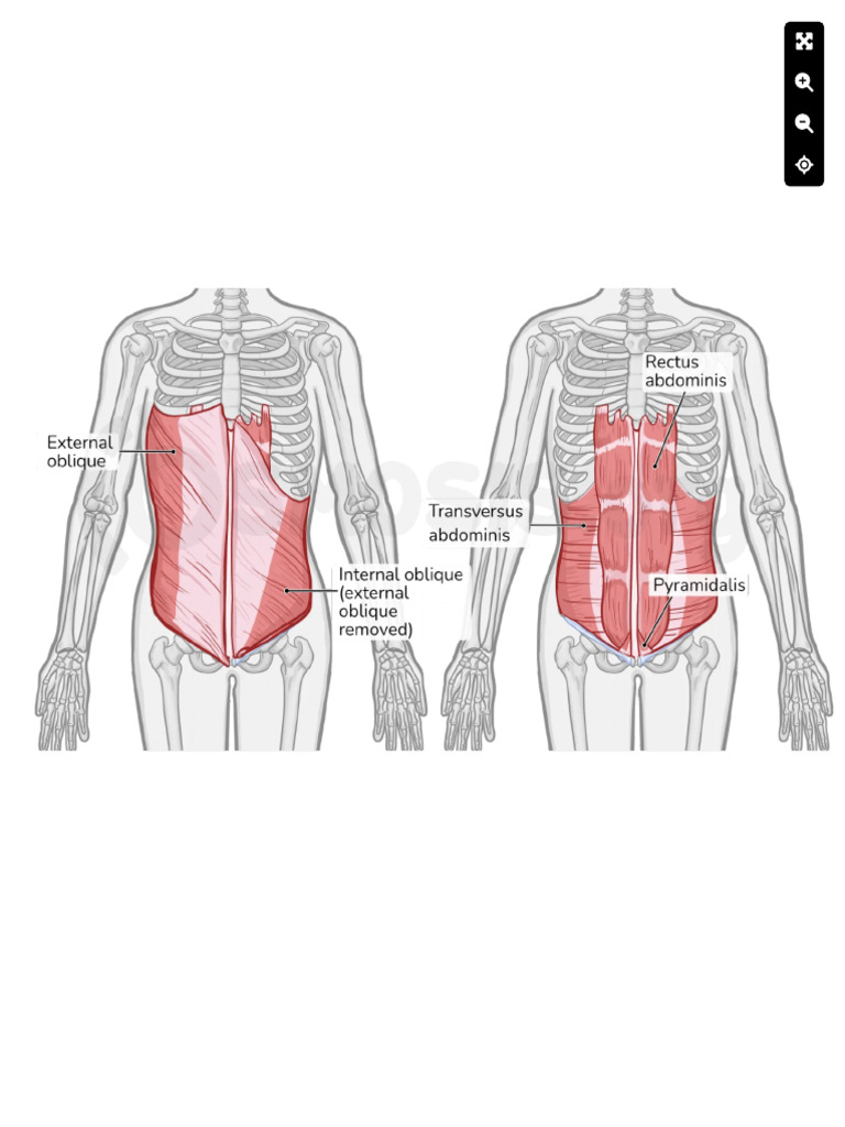 Anatomy of The Anterolateral Abdominal Wall Vide | PDF