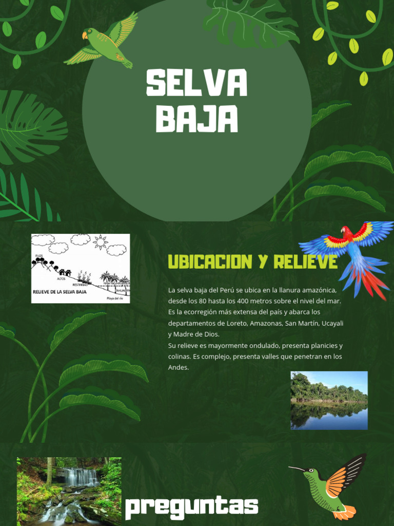 Presentación Juego Infantil Niños Jungla Selva Animales Ilustrativo ...
