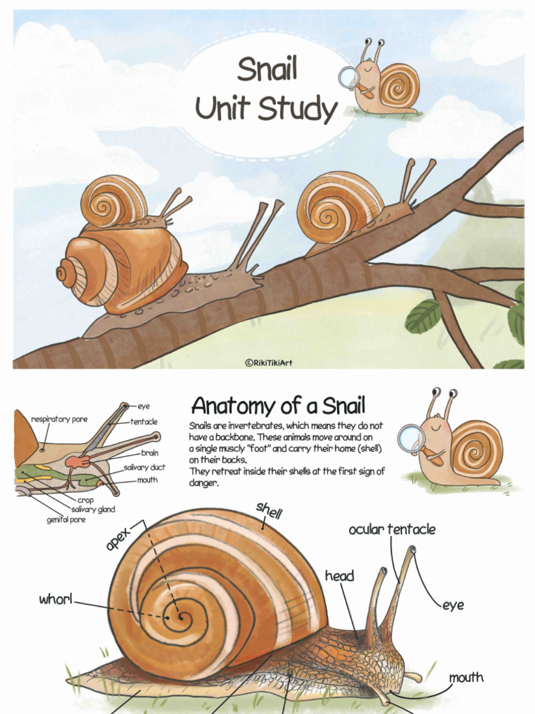 A4 Snail Unit Study | PDF