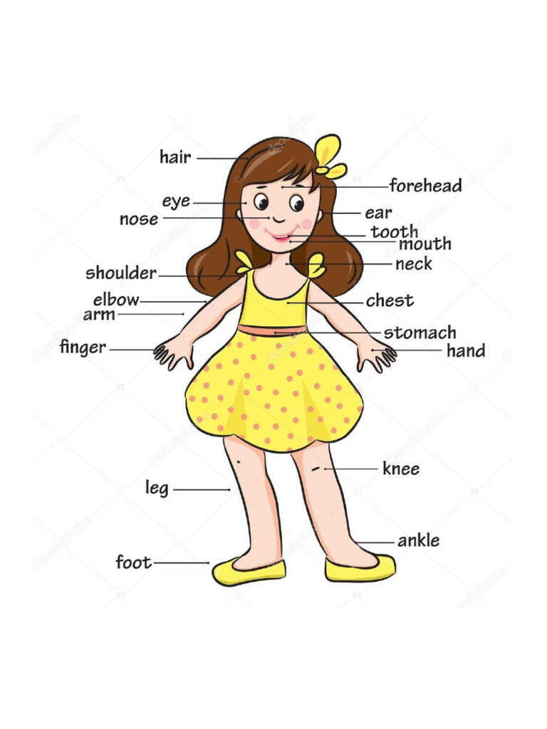 Body part | PDF