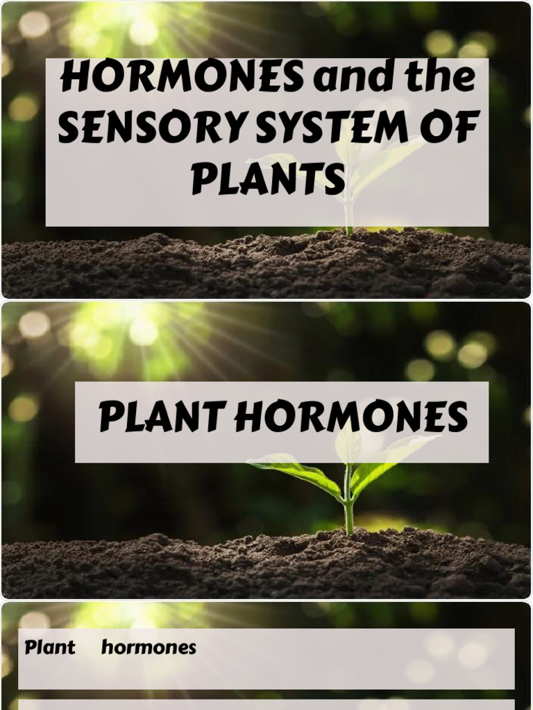 PLANT HORMONES & Sensory System of Plants | PDF | Plant Hormone | Auxin