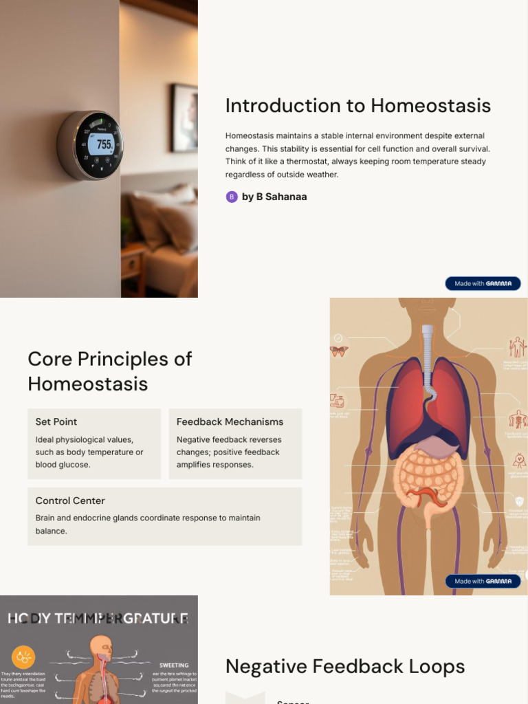 Introduction To Homeostasis | PDF