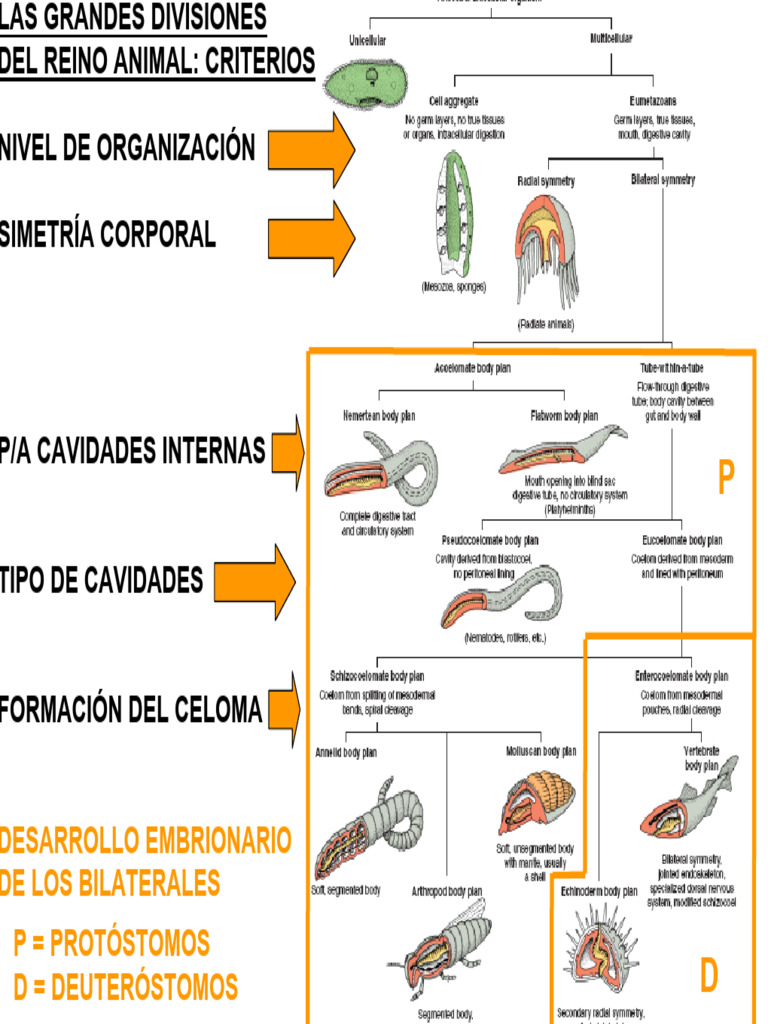 Clasificación y Desarrollo de Metazoos | PDF | Reproducción | Procesos ...