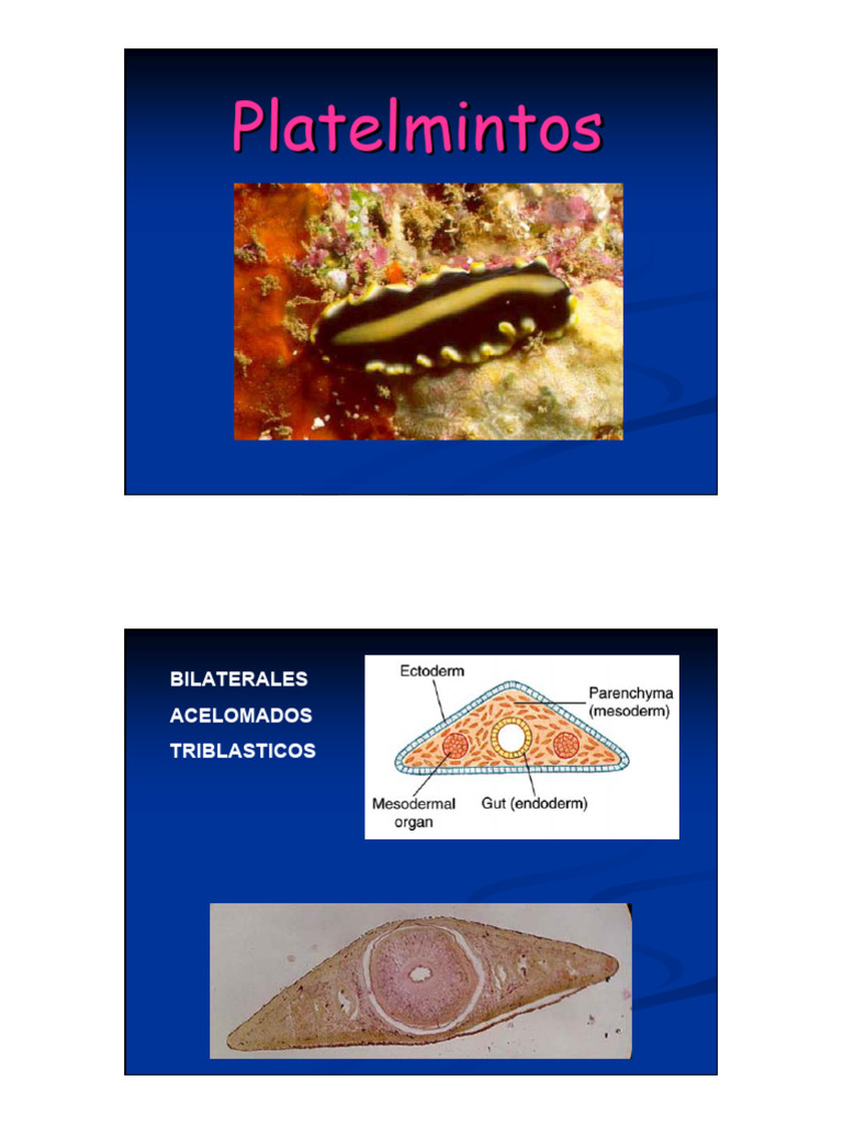 acelomados | PDF | Protostomas | Anatomía