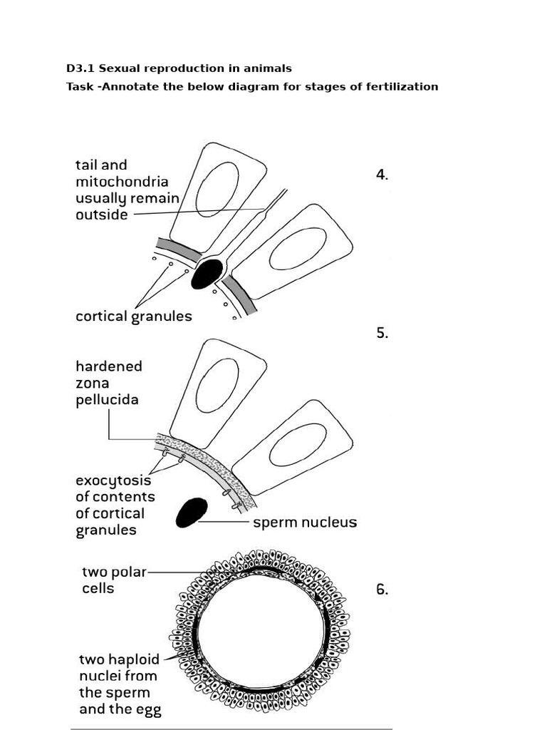 Human Physiology D3.1 Stages of Fertilization | PDF