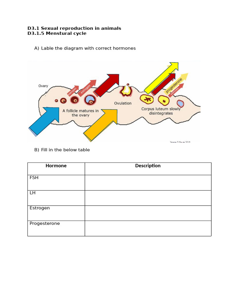 Menstural Cycle Worksheet | PDF