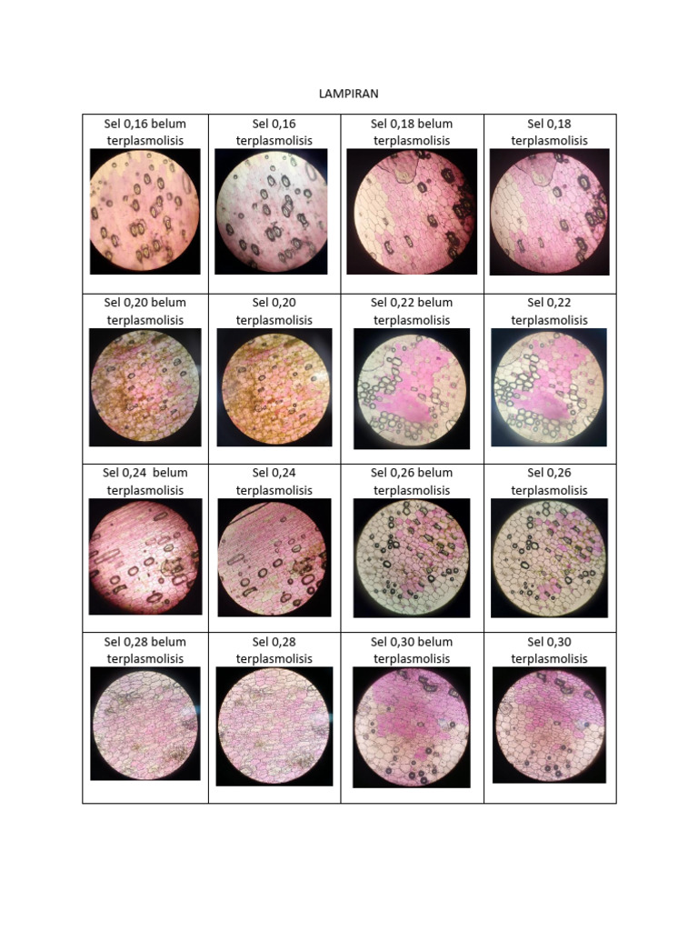 LAMPIRAN Reh &fistum | PDF