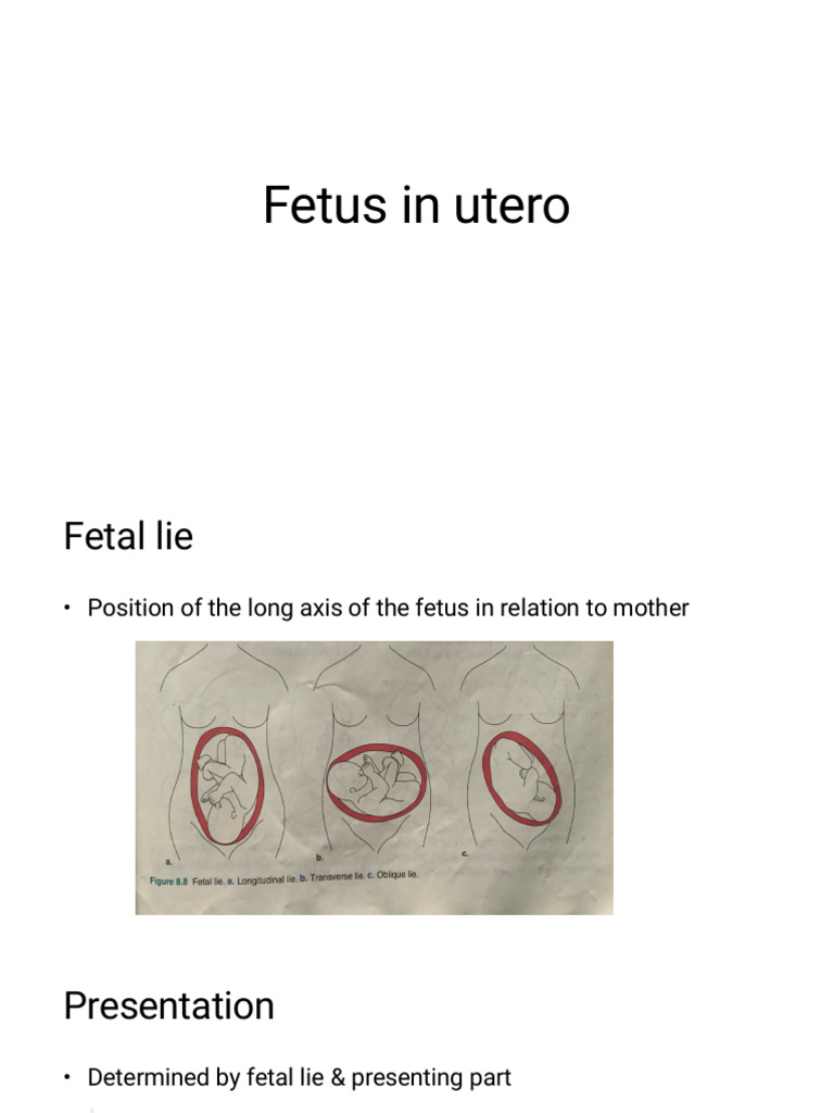 Fetus in Utero | PDF