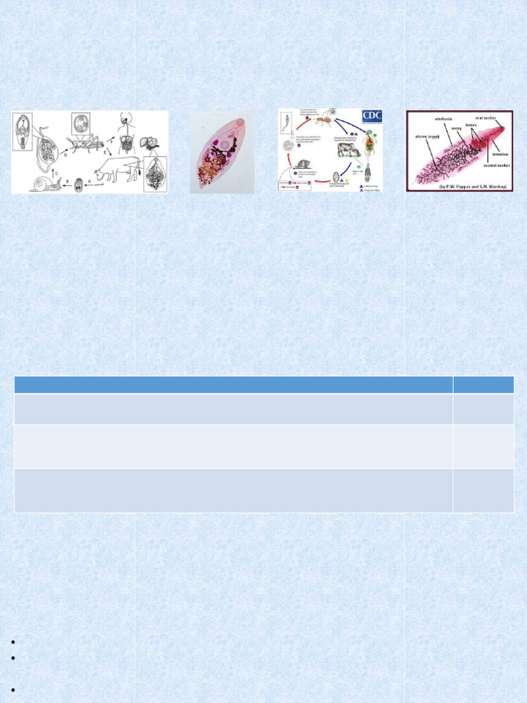 Helminthology Dicrocoelium, Paramphistomidae | PDF