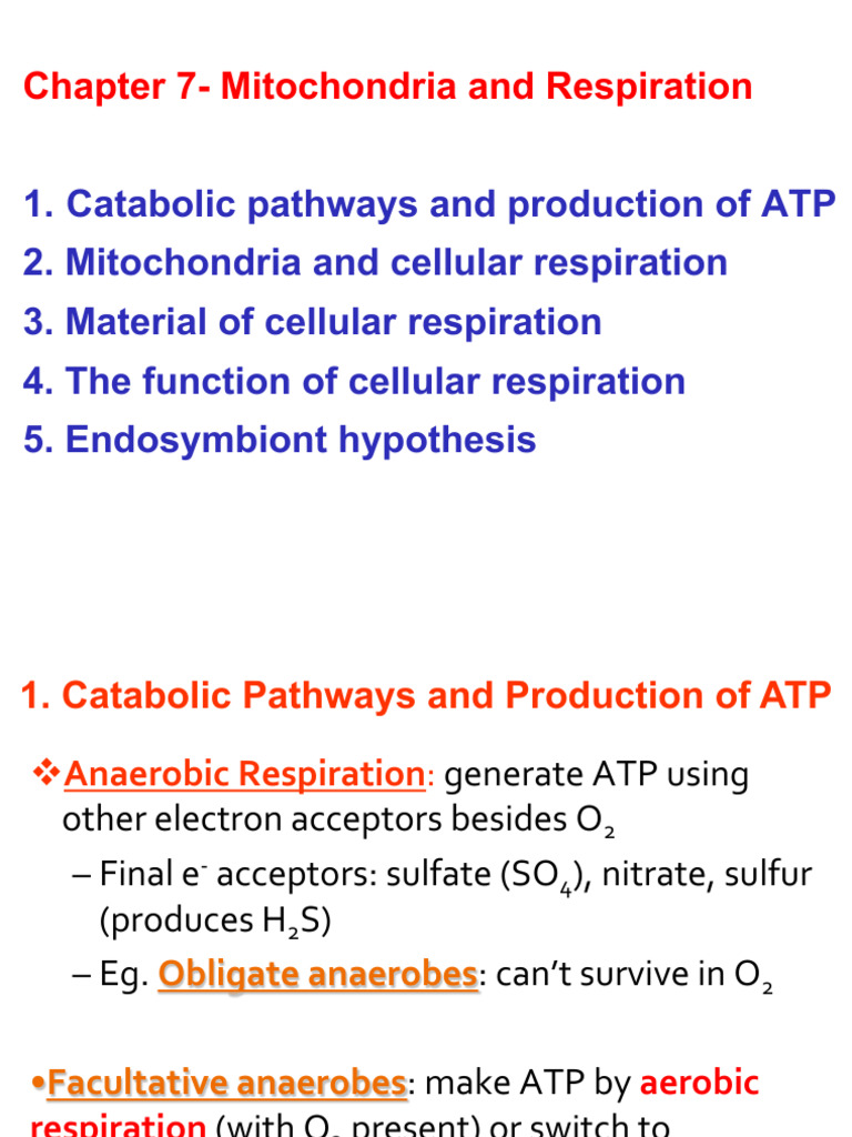 Mitochondria and Cellular Respiration | PDF | Cellular Respiration ...