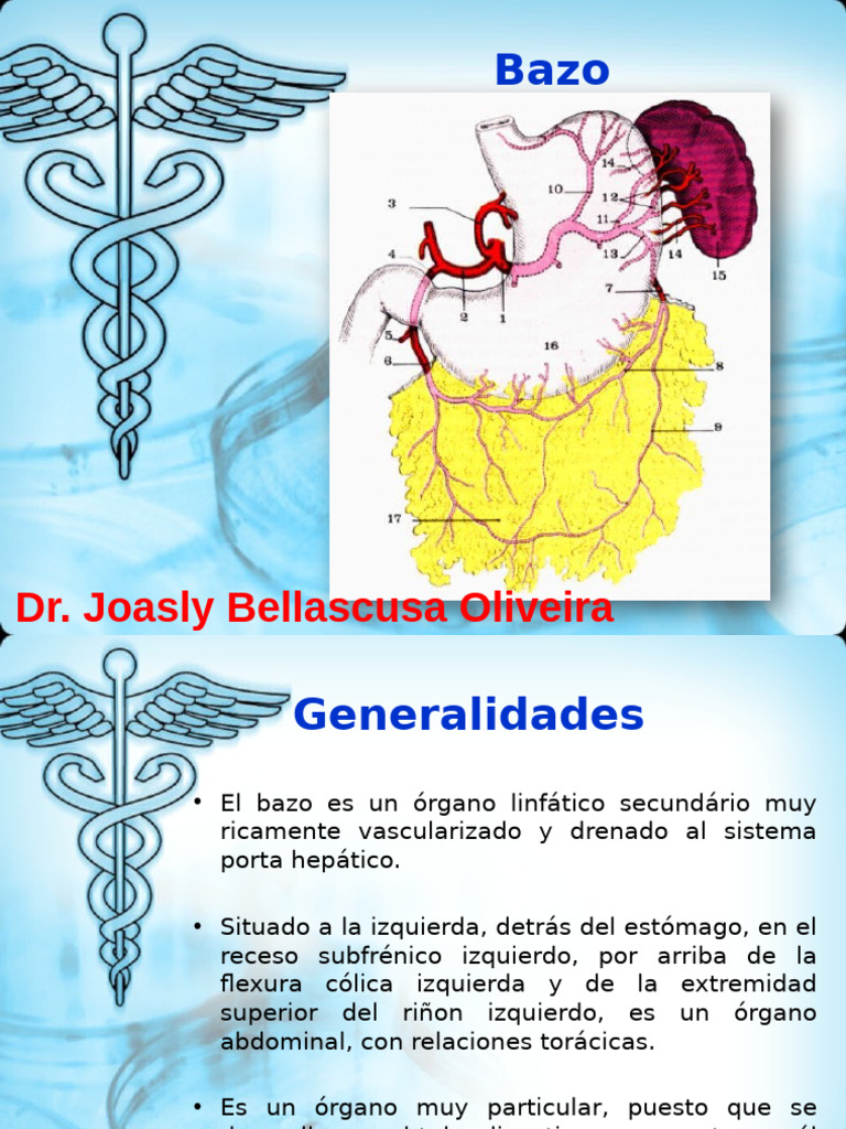 Slide 16 - BAZO - | PDF | Bazo | Estómago