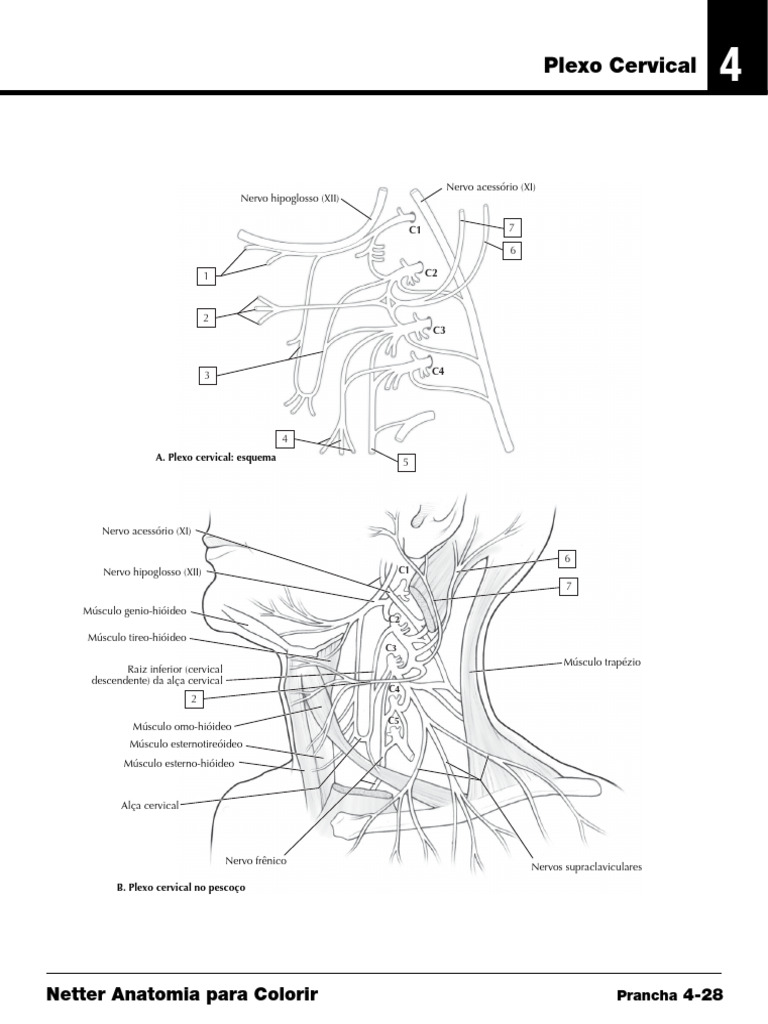 Plexo Cervical | PDF