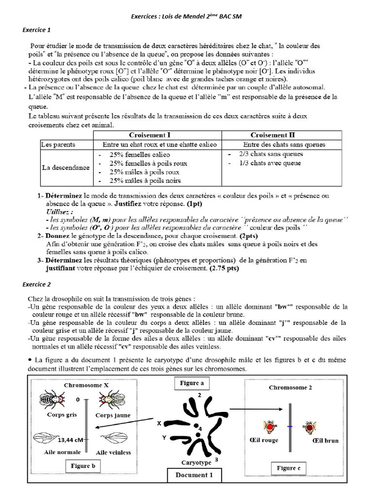 Exercices Lois de Mendel | PDF