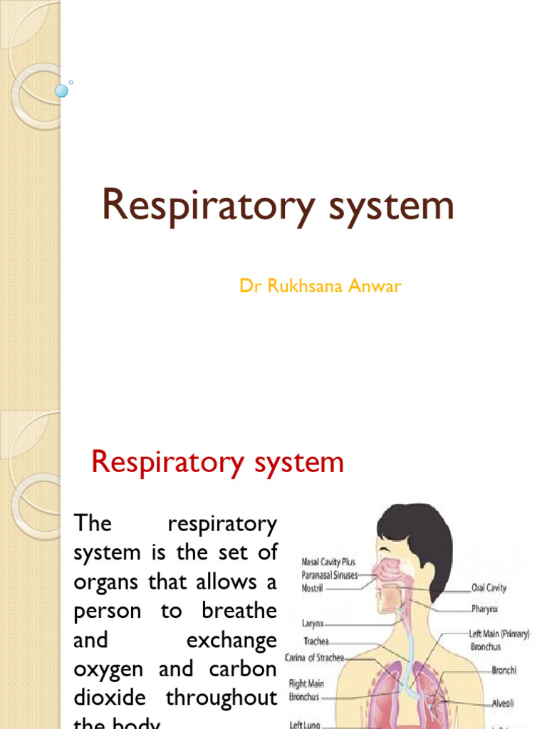 Physiology of Respiratory System | PDF | Lung | Respiratory Tract