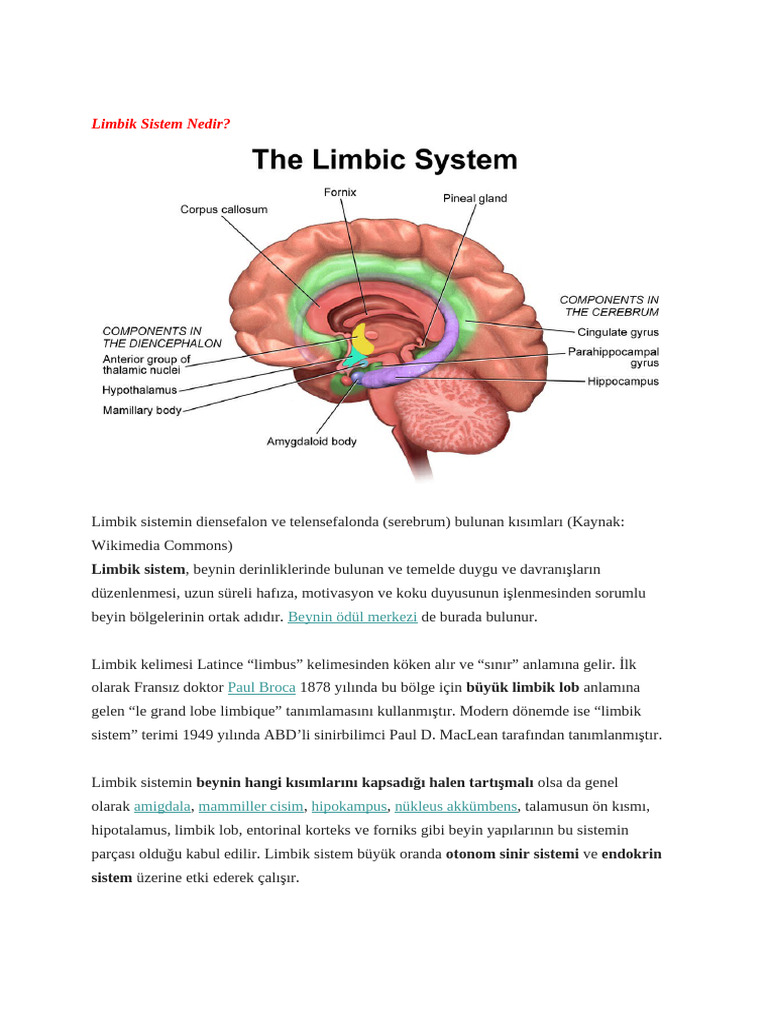 Limbik Sistem Nedir | PDF