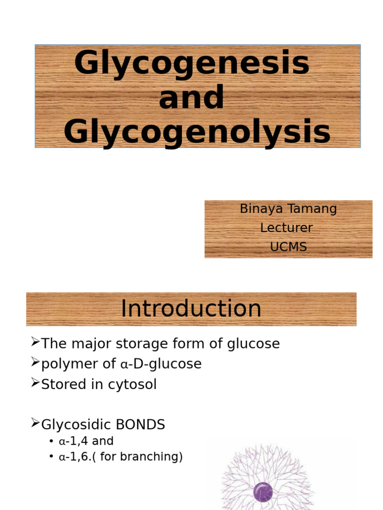Glyogenesis and Lysis | PDF | Glycogen | Biochemistry