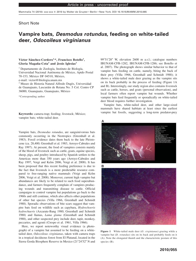 Photographic Evidence of a Vampire Bat Feeding on a White-Tailed Deer ...