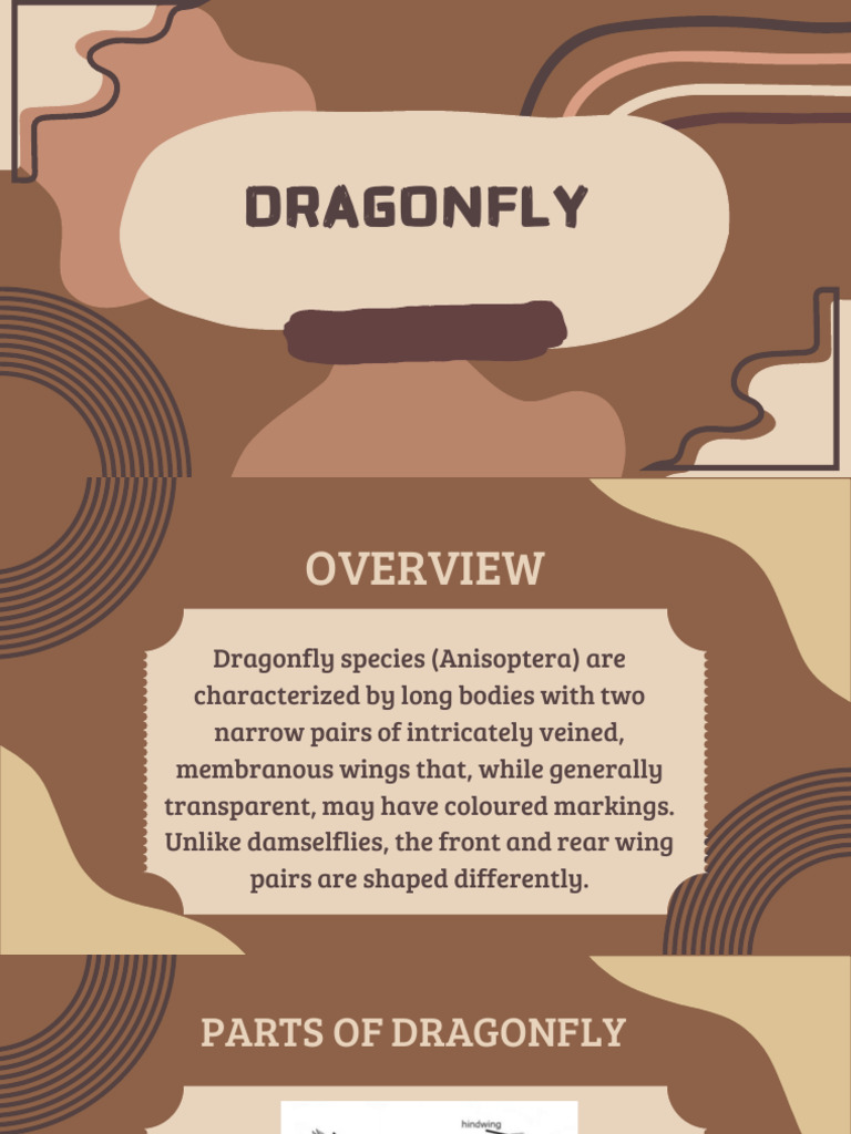 Dragonfly Report | PDF