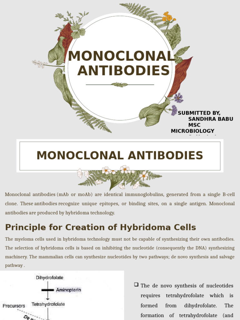 Monoclonal Antibody Production | PDF | Monoclonal Antibody | Antibody