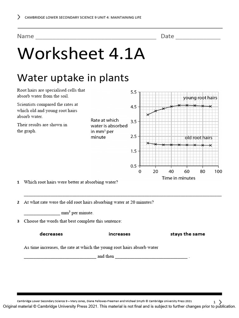 Water Uptake in Plants Worksheet | PDF | Root | Leaf
