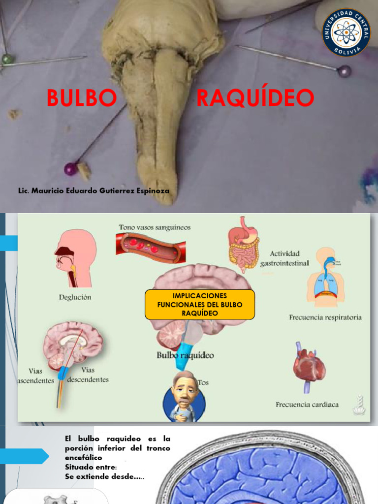 Bulbo Raquideo | PDF | Cerebelo | Neuroanatomía