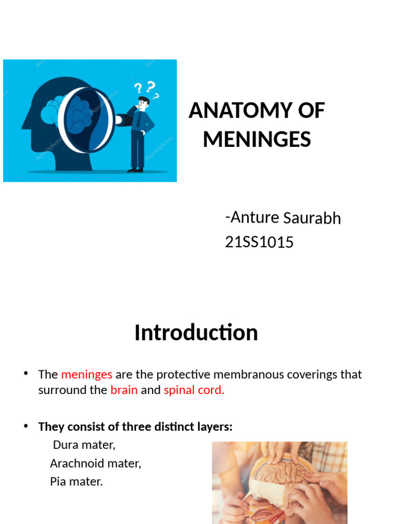 Anatomy of The Meninges | PDF | Human Anatomy | Nervous System