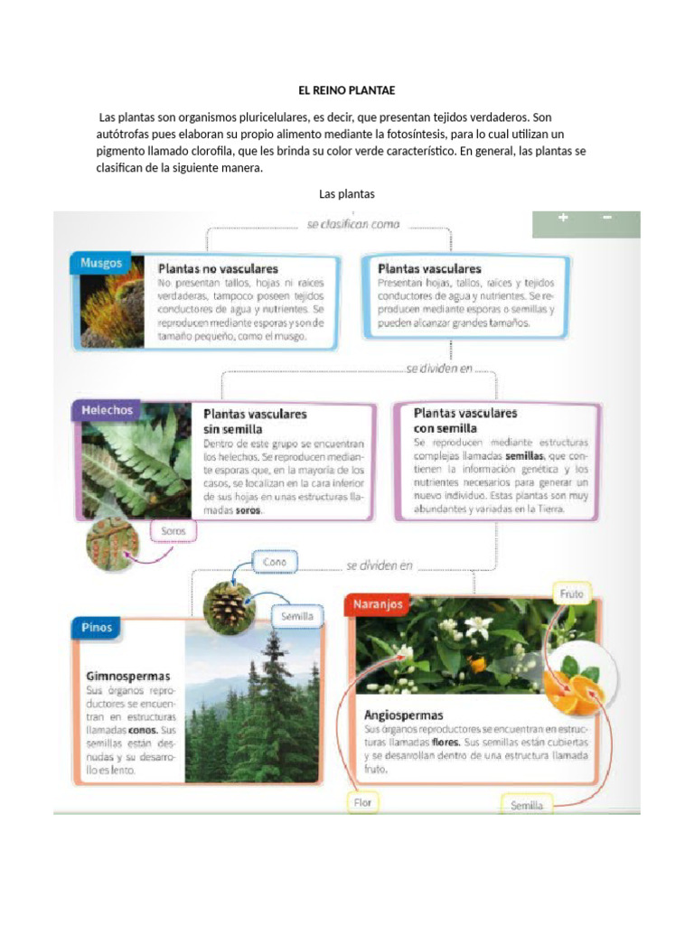 El Reino Plantae | PDF
