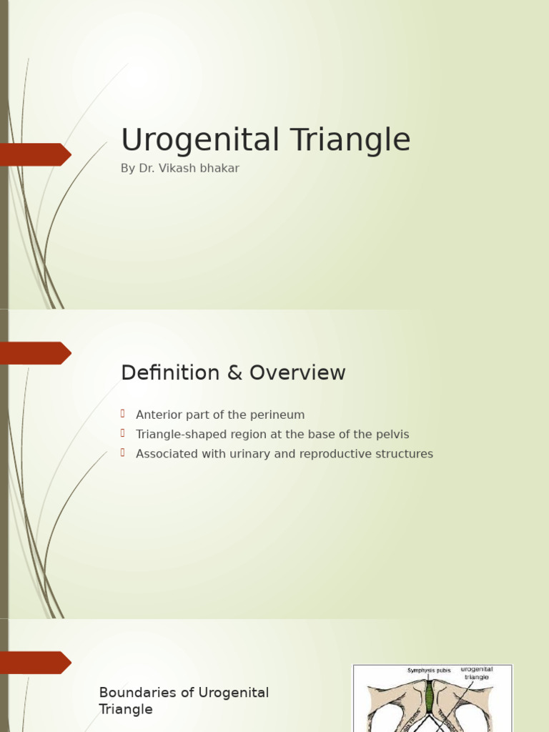 Female Urogenital Triangle Overview | PDF
