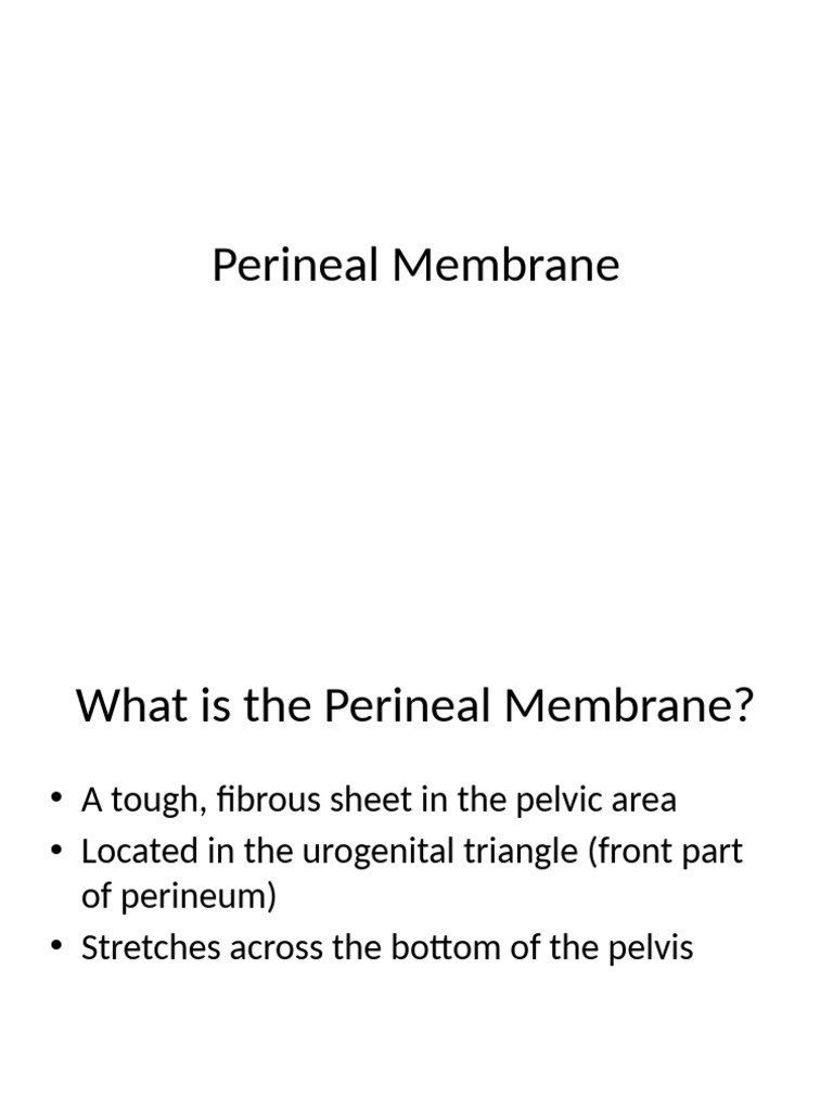 Perineal Membrane Presentation | PDF