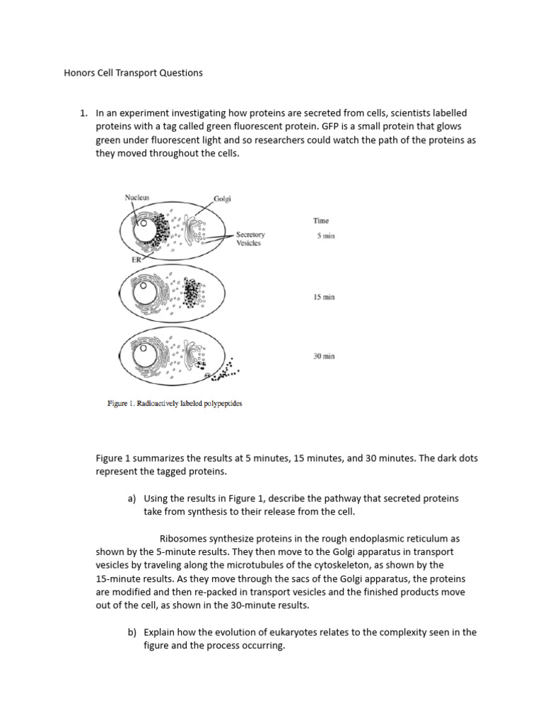 Honors Cell Transport Questions - Meg Davis | PDF | Cell Biology | Biology