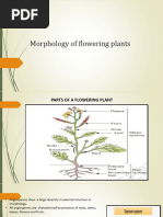 Anatomy of Zea Mays: Structure Overview | PDF | Plant Stem | Maize