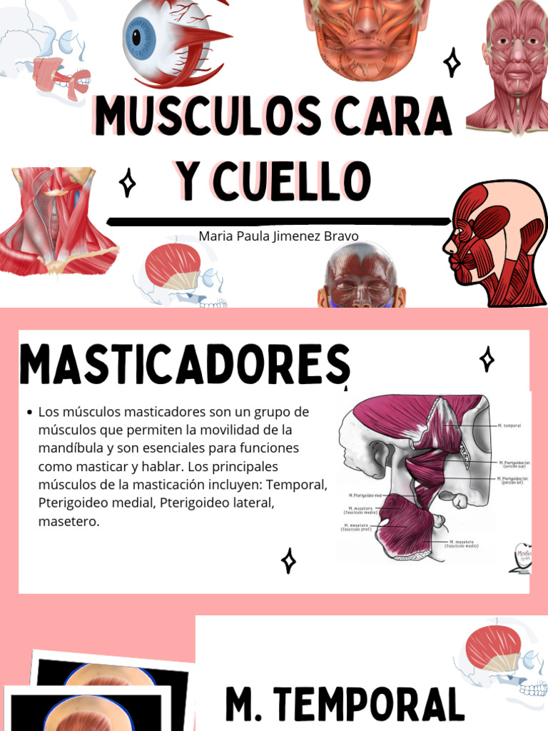 Musculos Cara y Cuello | PDF | Nariz humana | Sistema musculoesquelético
