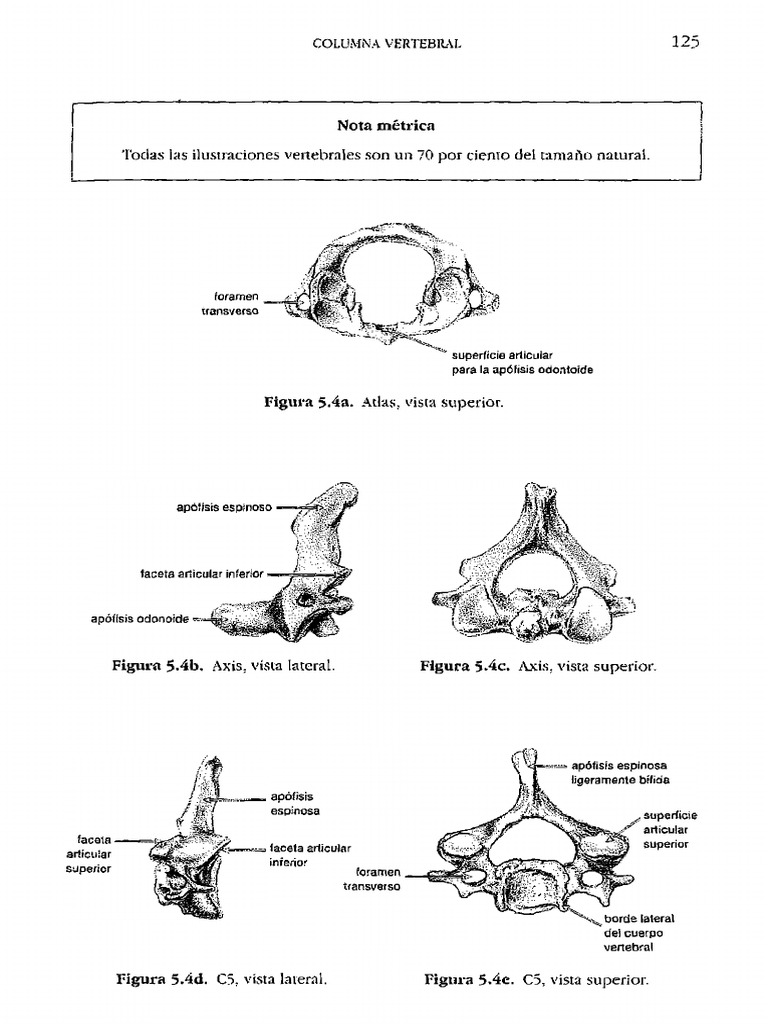 Anatomía de la Columna Vertebral | PDF | Vértebra | Sistema esquelético