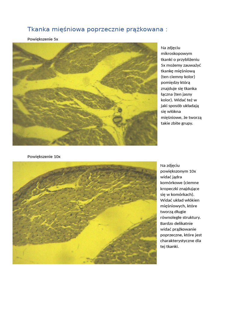 Mikroskop Obrazy | PDF