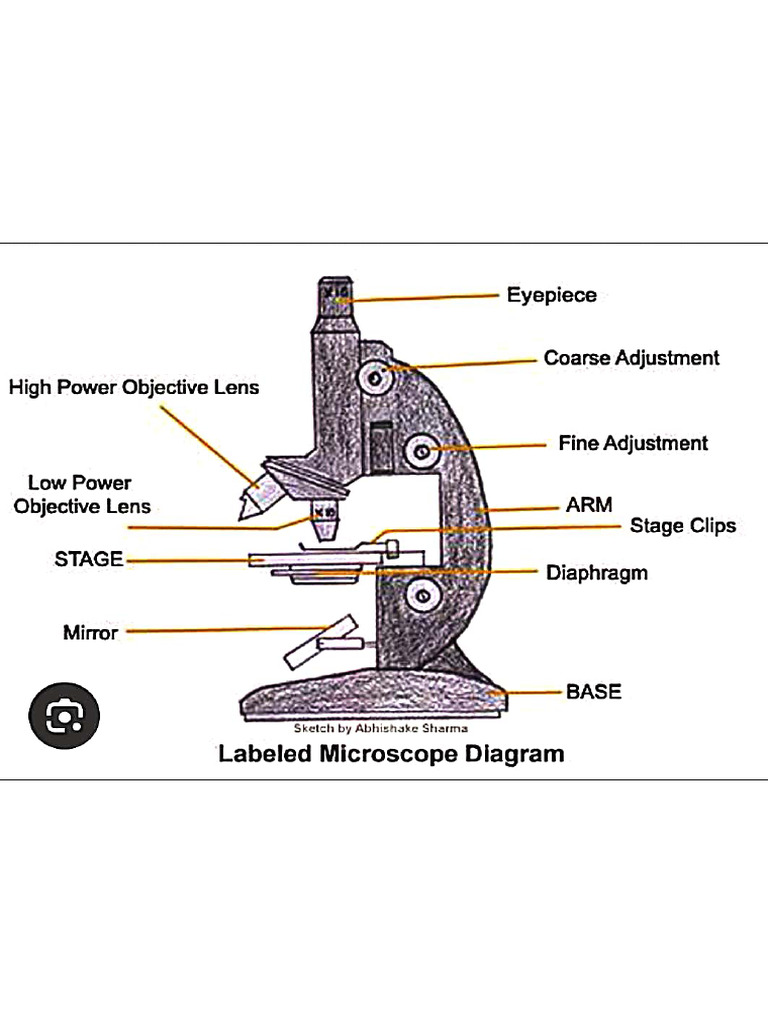 Microscope Picture | PDF