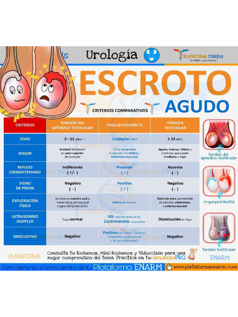 Escroto Agudo | PDF