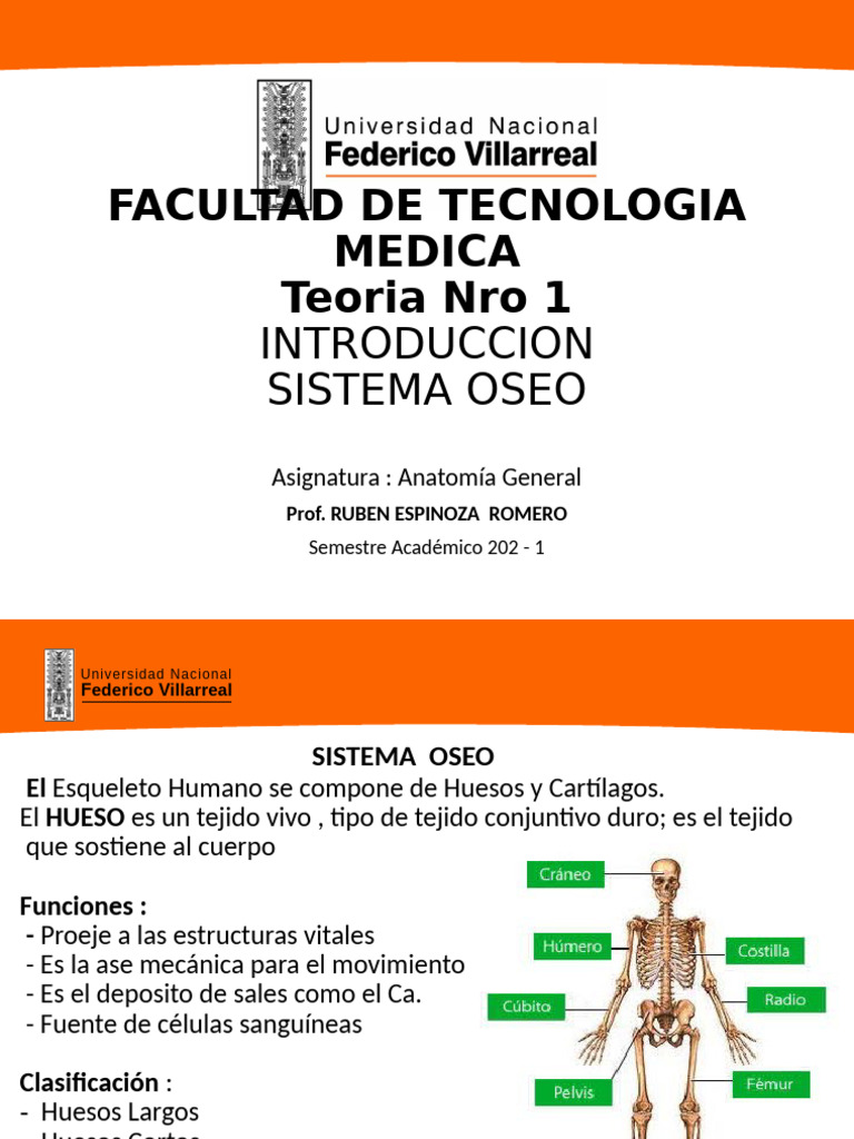 Anatomía del Sistema Óseo y Muscular | PDF | Músculo | Corazón