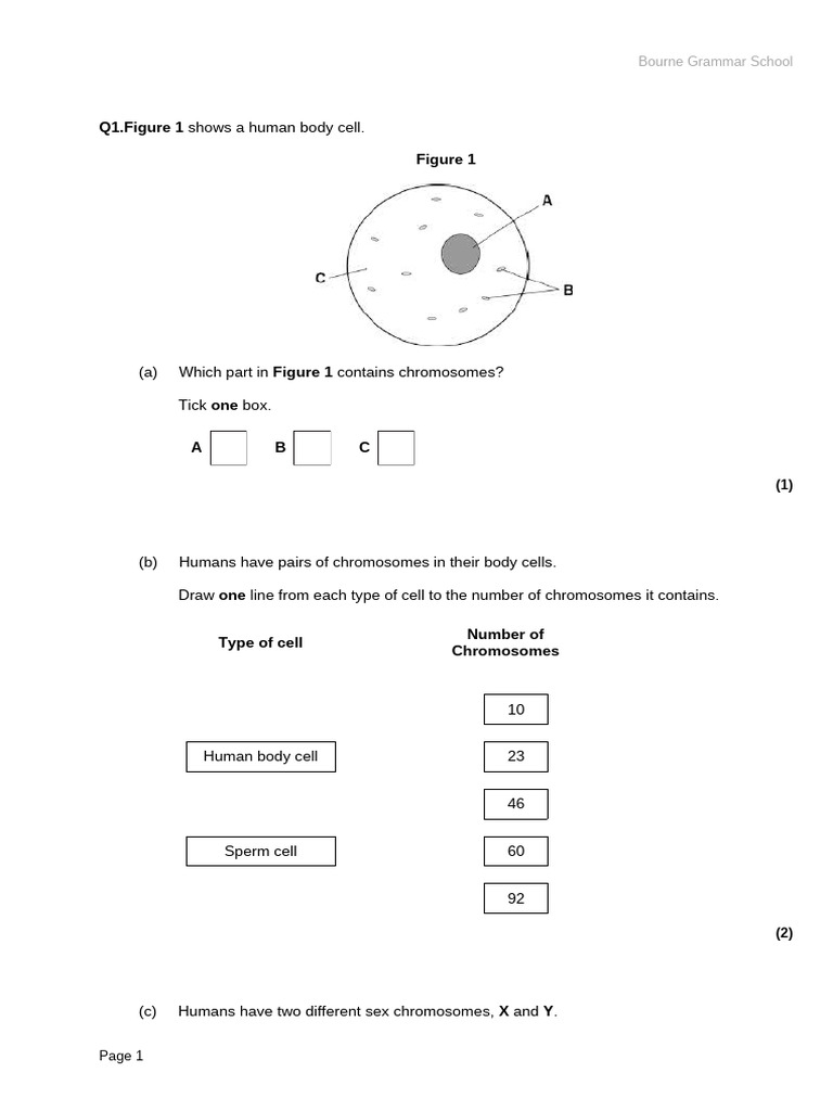 2.7 Genetics Revision Questions and Mark Scheme 2 | PDF | Zygosity ...