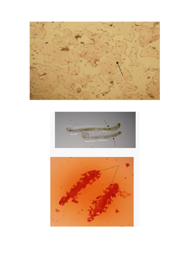 Practical Diagram | PDF