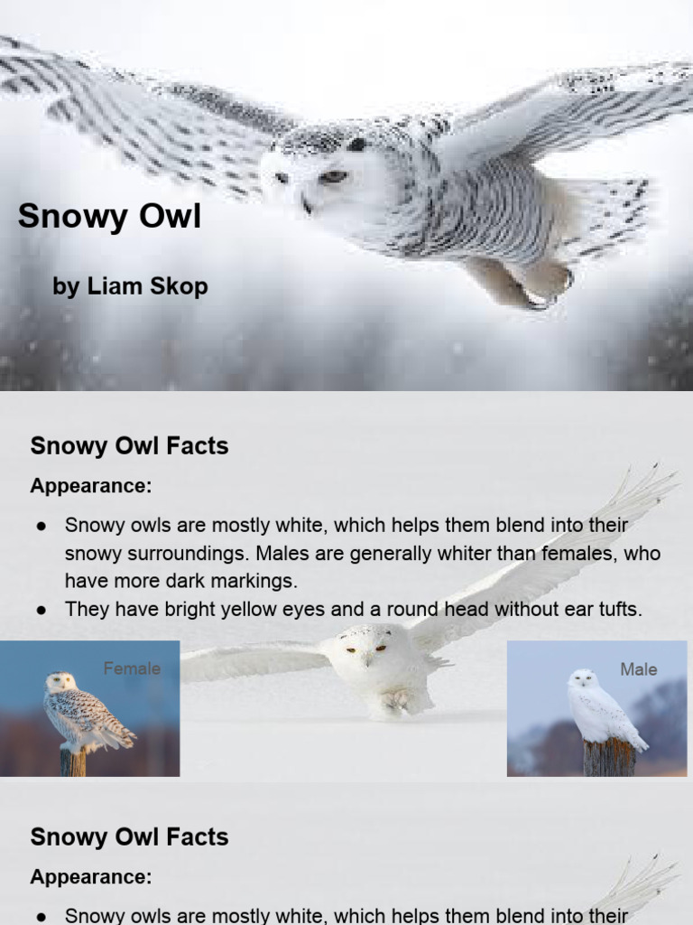 Snowy Owl: Facts and Habitat Insights | PDF