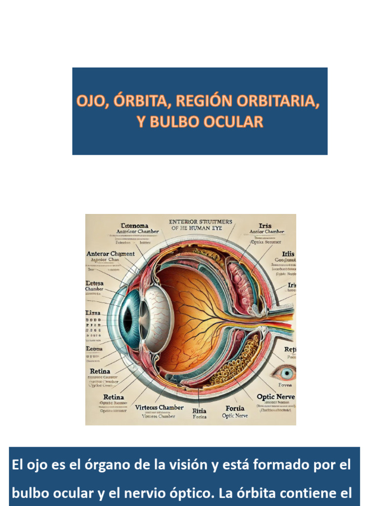 Anatomía del Ojo y Órbitas Oculares | PDF | Percepción visual ...