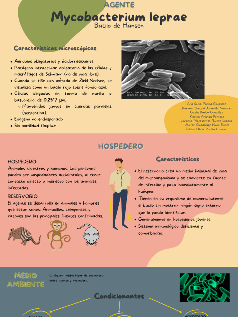 Mycobacterium SPP | PDF | Mycobacterium | Microorganismo