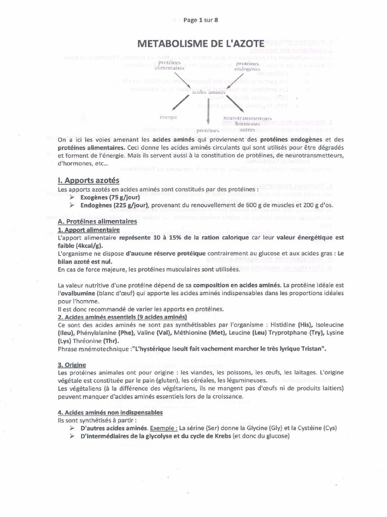 C13. Métabolisme de L'azote | PDF