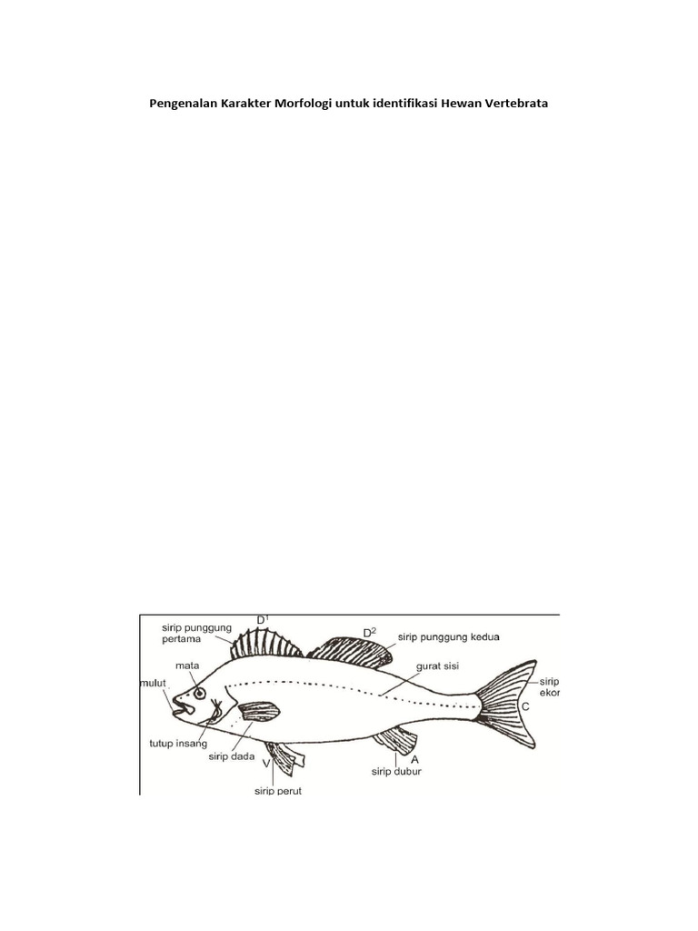 Identifikasi Morfologi Ikan dan Amphibi | PDF