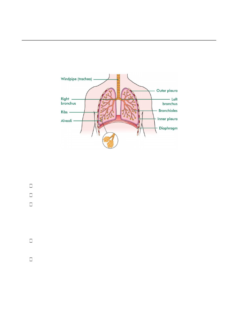 STRUCTURE OF THE LUNGS pdf (1) | PDF | Respiratory Tract | Lung