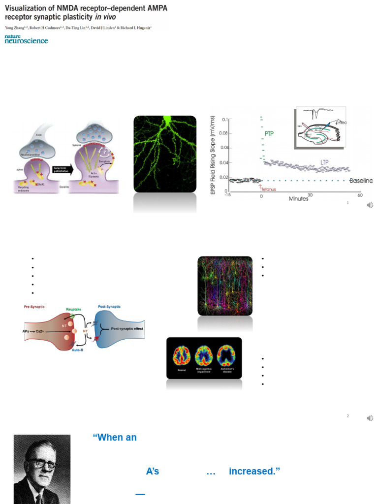 Lecture 4 synaptic plasticity-Full lecture-sectionA (1) | PDF ...